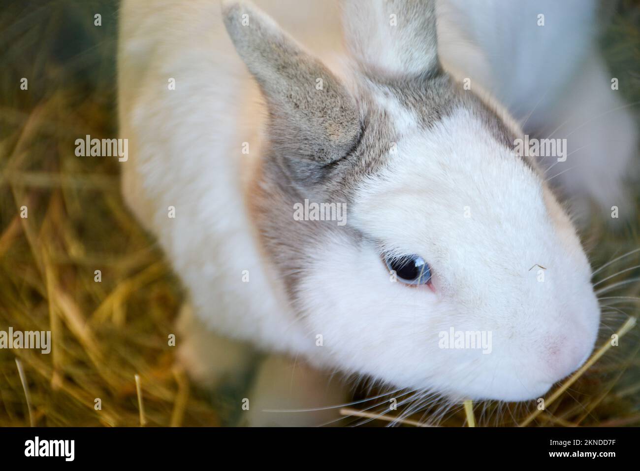 A portrait of a baby domestic white and gray rabbit with blue eyes ...