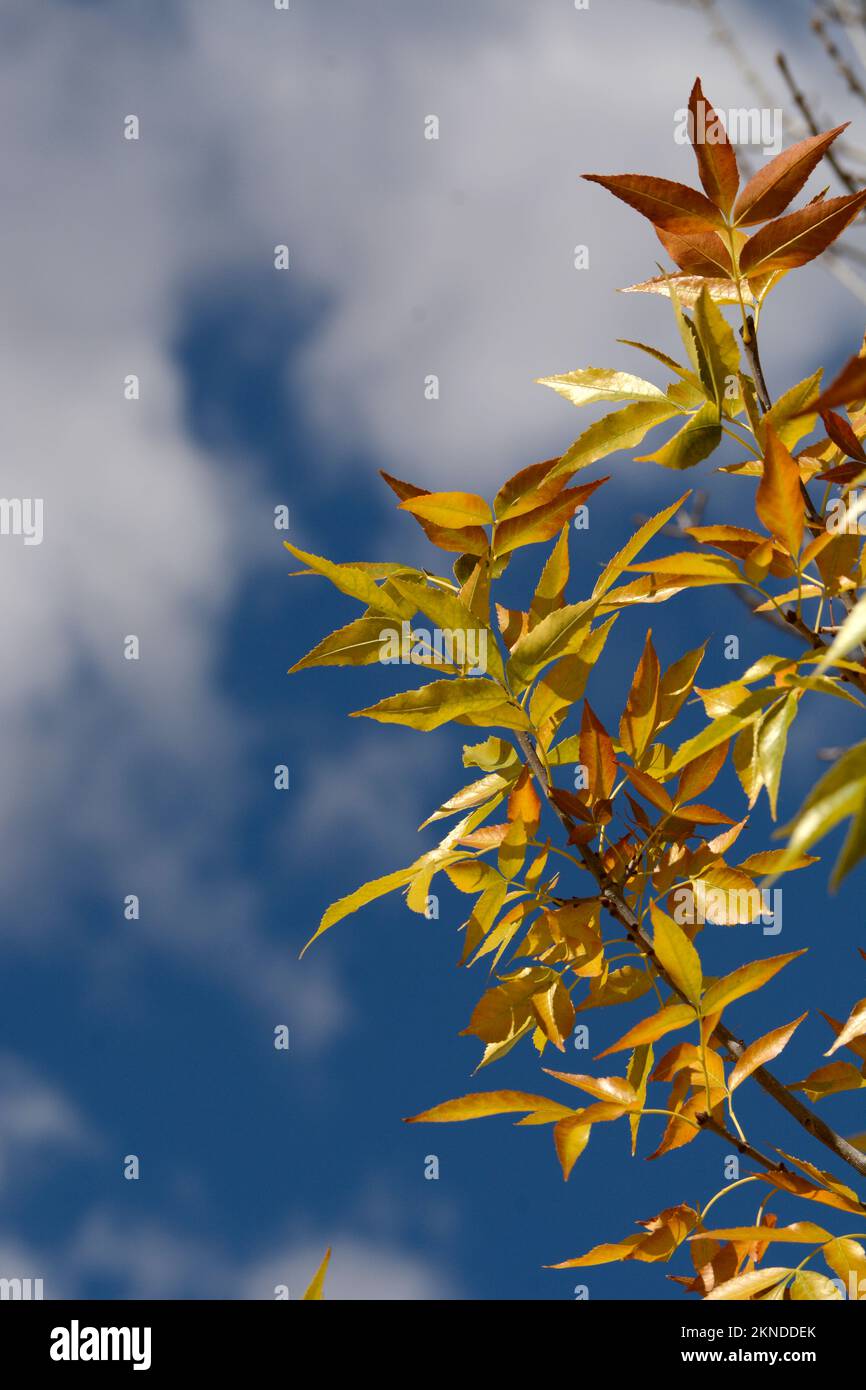 Leaves on a tree turn yellow in late autumn as winter approaches in New ...