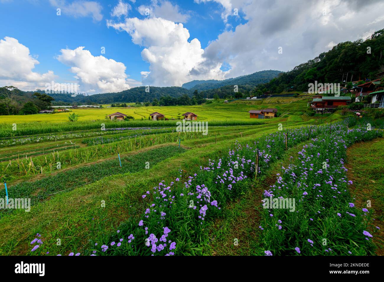 Scenery of rice terraces with homestay at Mae Klang Luang village ...
