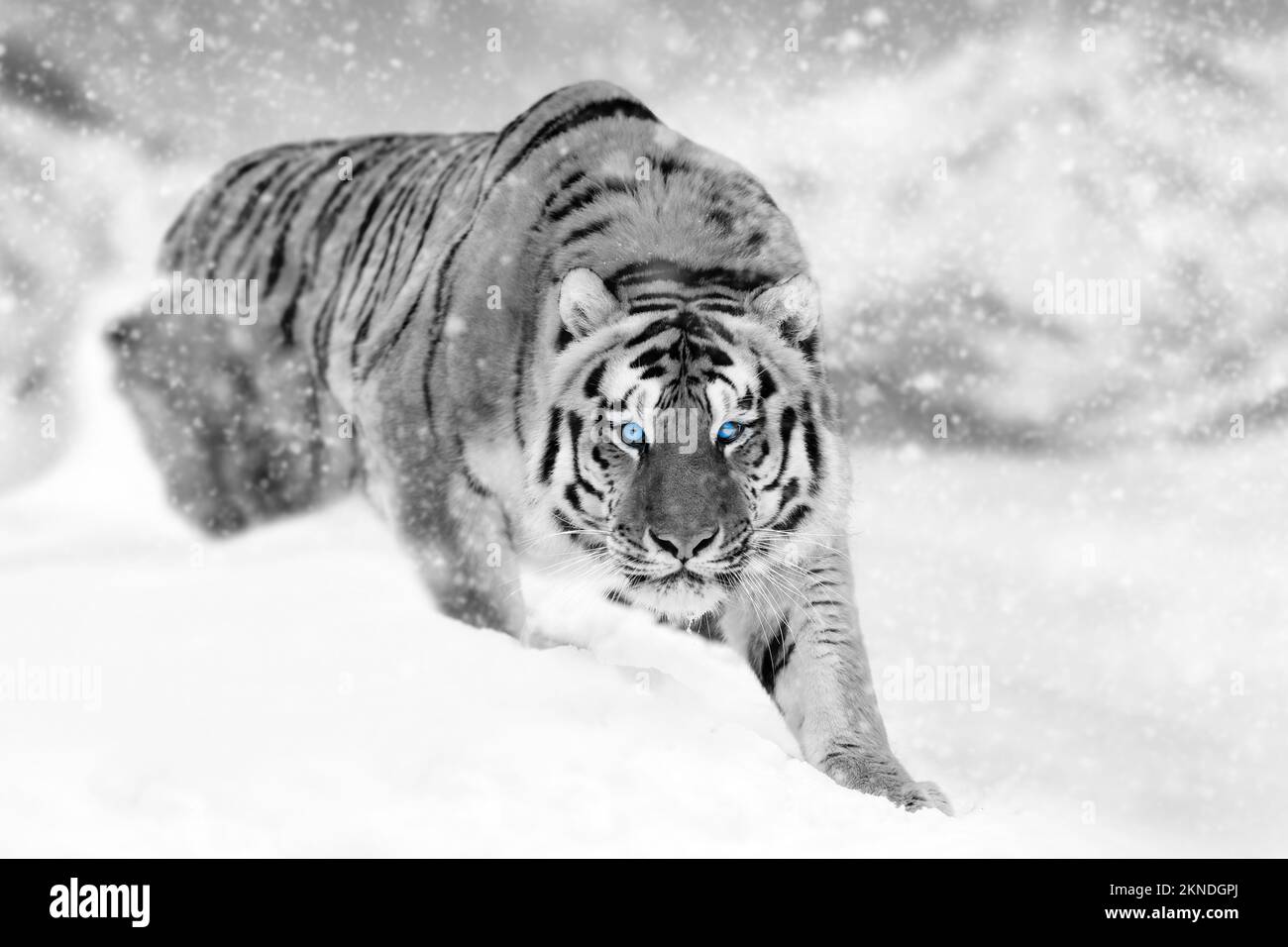Close beautiful wild siberian tiger on snow on mountain background ...