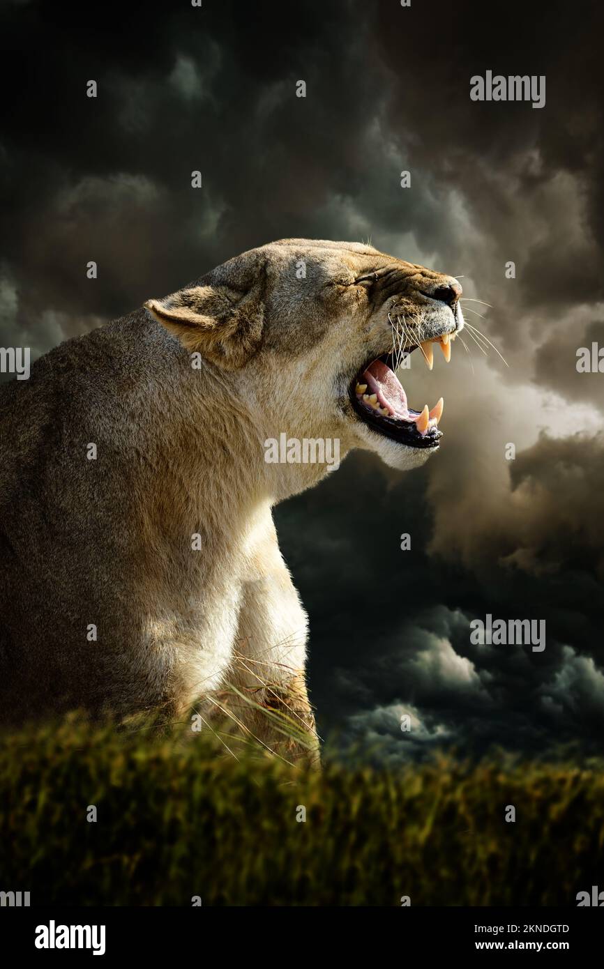 Angry Lion Image