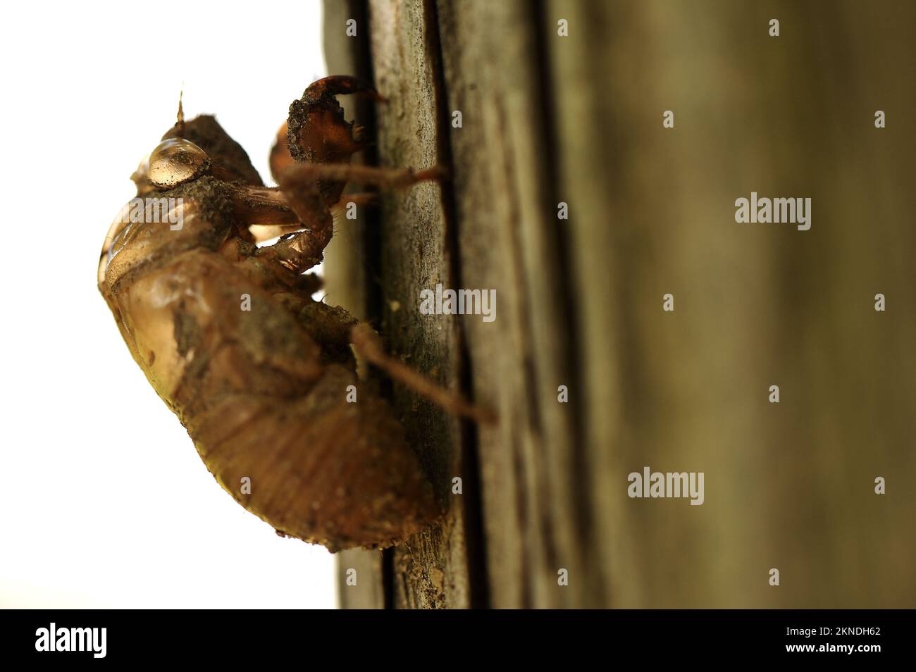 Locust hunter hi-res stock photography and images - Alamy