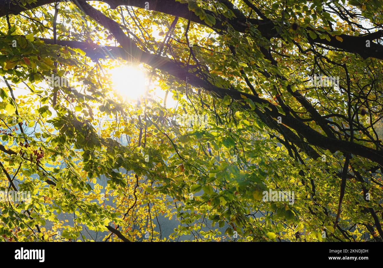 Sunlight through tree leaves. Green leaves and sun light Stock Photo - Alamy