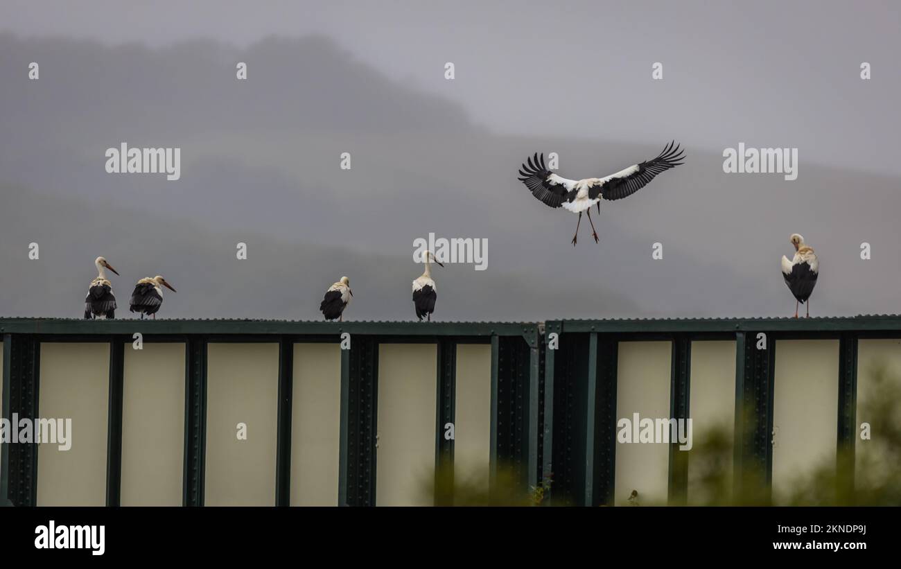 The white storks (Ciconia ciconia) flying off into the wild - the ...