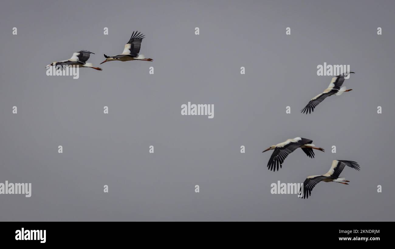 A flock of white storks (Ciconia ciconia) in the sky - the ...