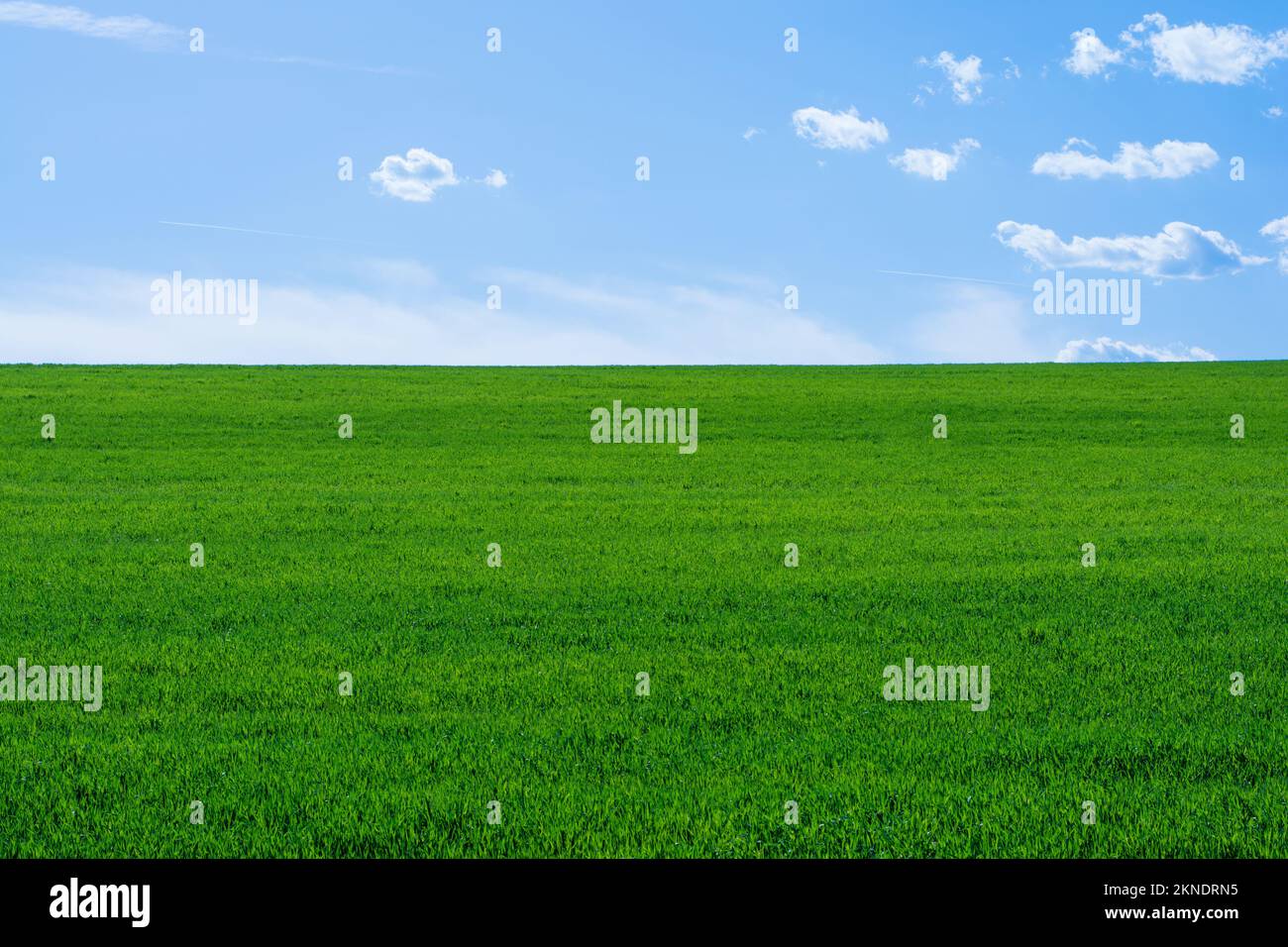 Empty clean grassy field and blue sky at sunny day Stock Photo - Alamy
