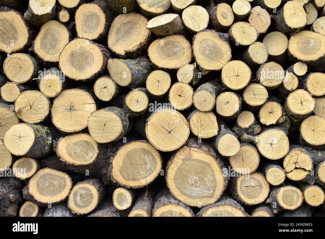 Sawn wood is stacked in woodpile. Wall of old wooden logs with cracked ...