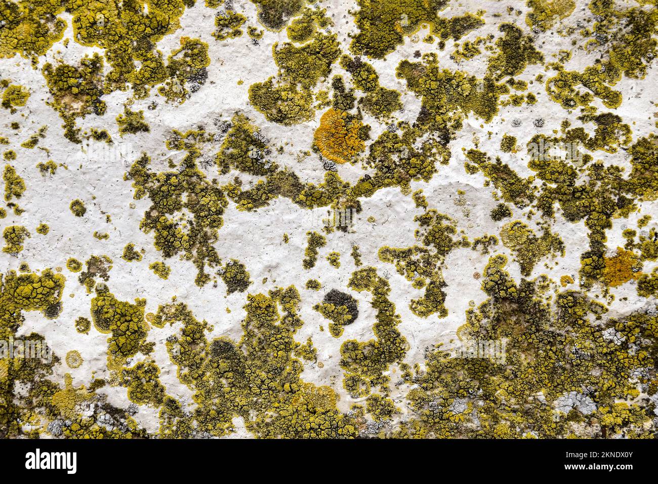 Colorful Moss on Concrete Wall. Aged wall of old building with ...