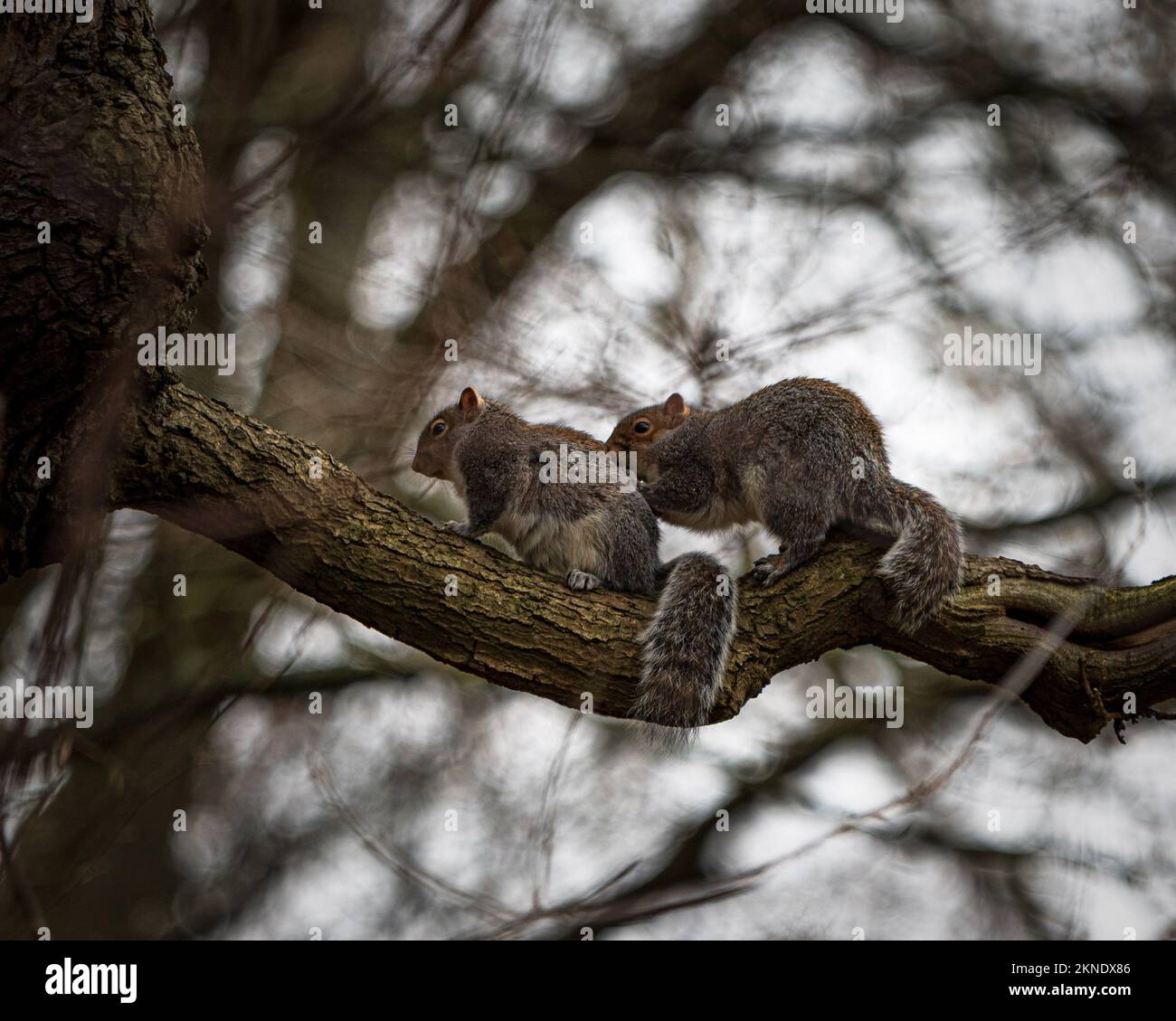 Two eastern gray squirrels sitting on a tree branch Stock Photo - Alamy