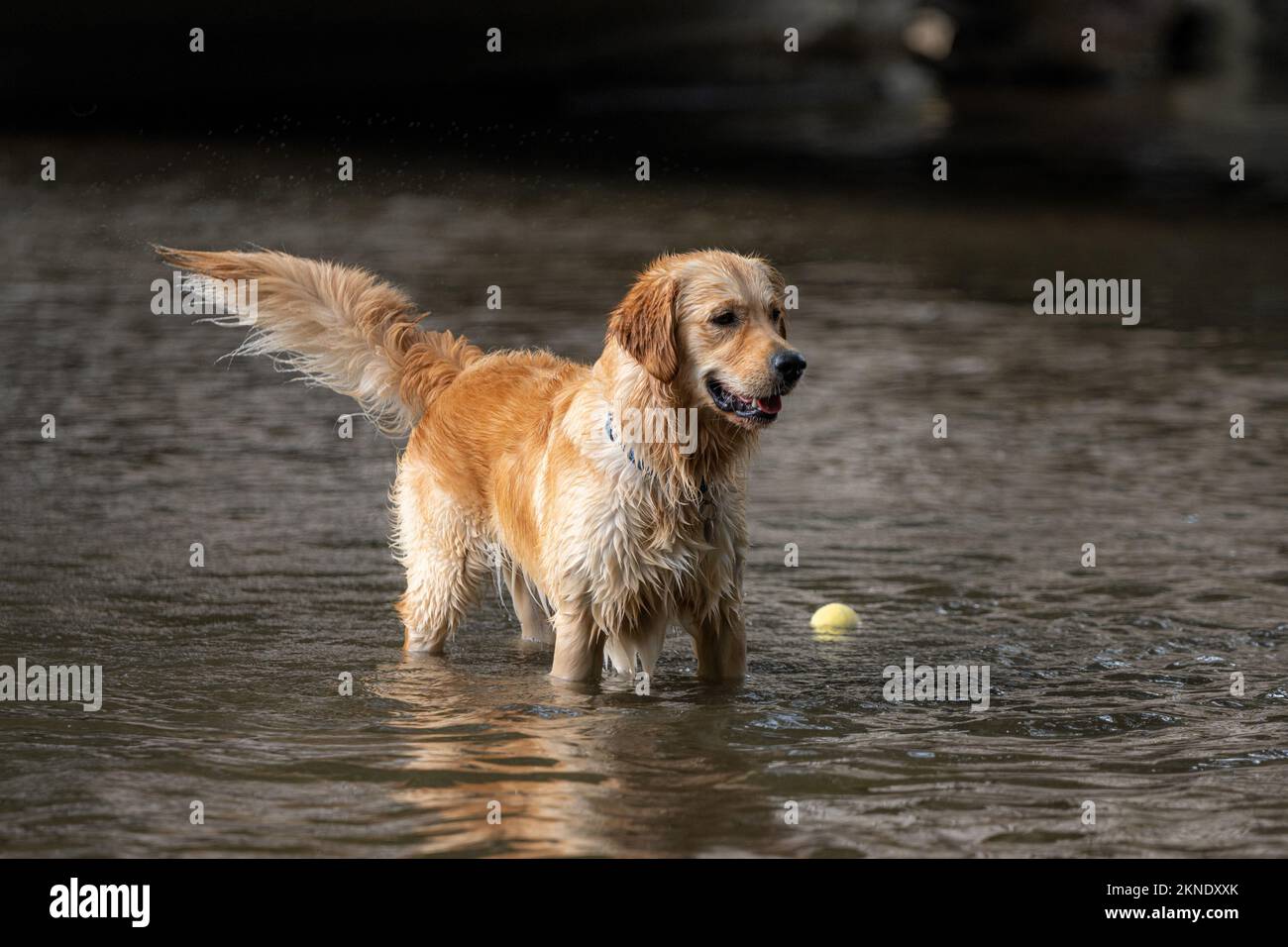 Golden retriever standing outside hi-res stock photography and images ...