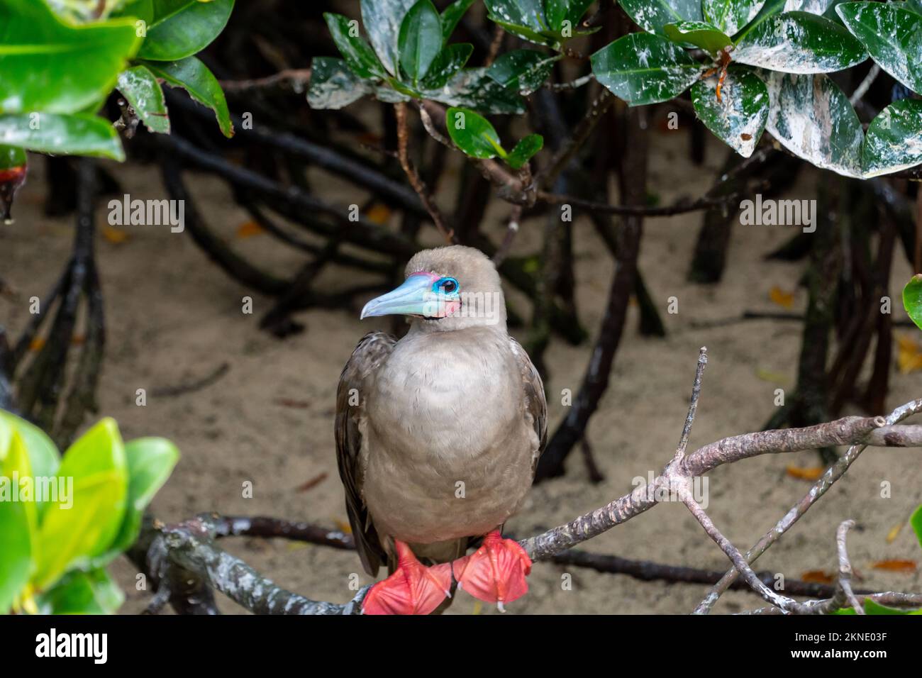 A red-footed booby (sula sula) perched on a tree branch. Known for its ...