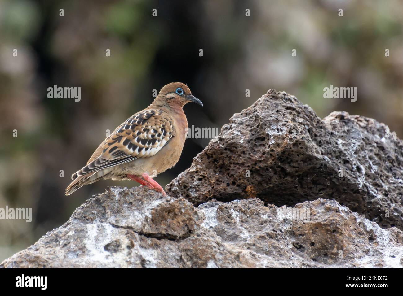A Galapagos Dove (zenaida galapagoensis), perching on a rock on the ...
