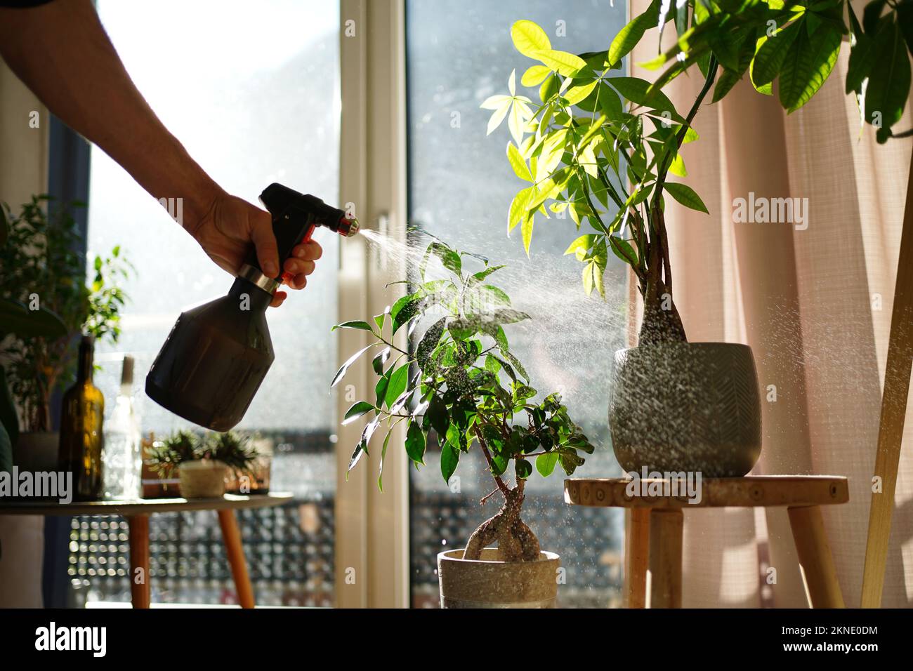 Sprinkling potted plants with a spray bottle in a living room Stock ...