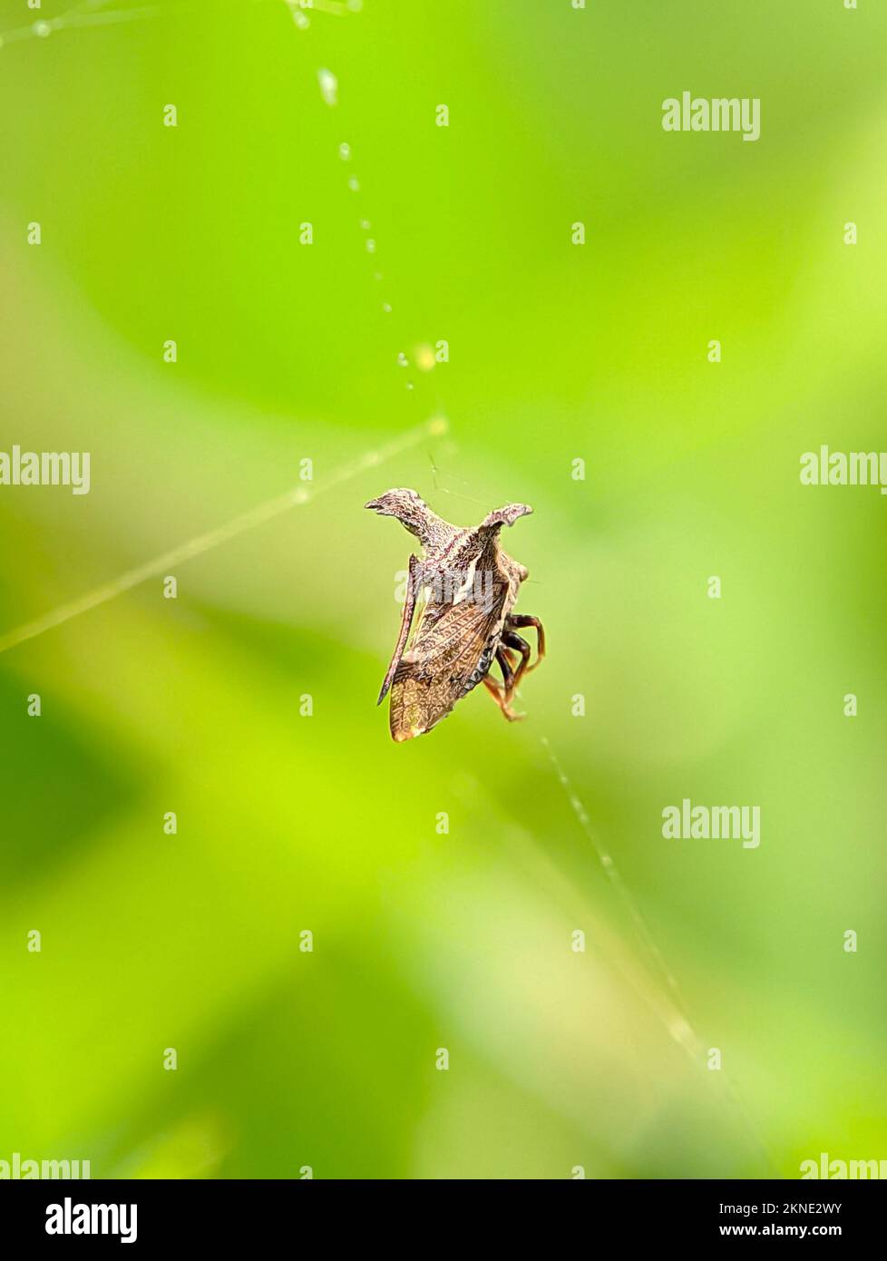 A Treehopper entangled in a spider's web in a garden against a blurred ...