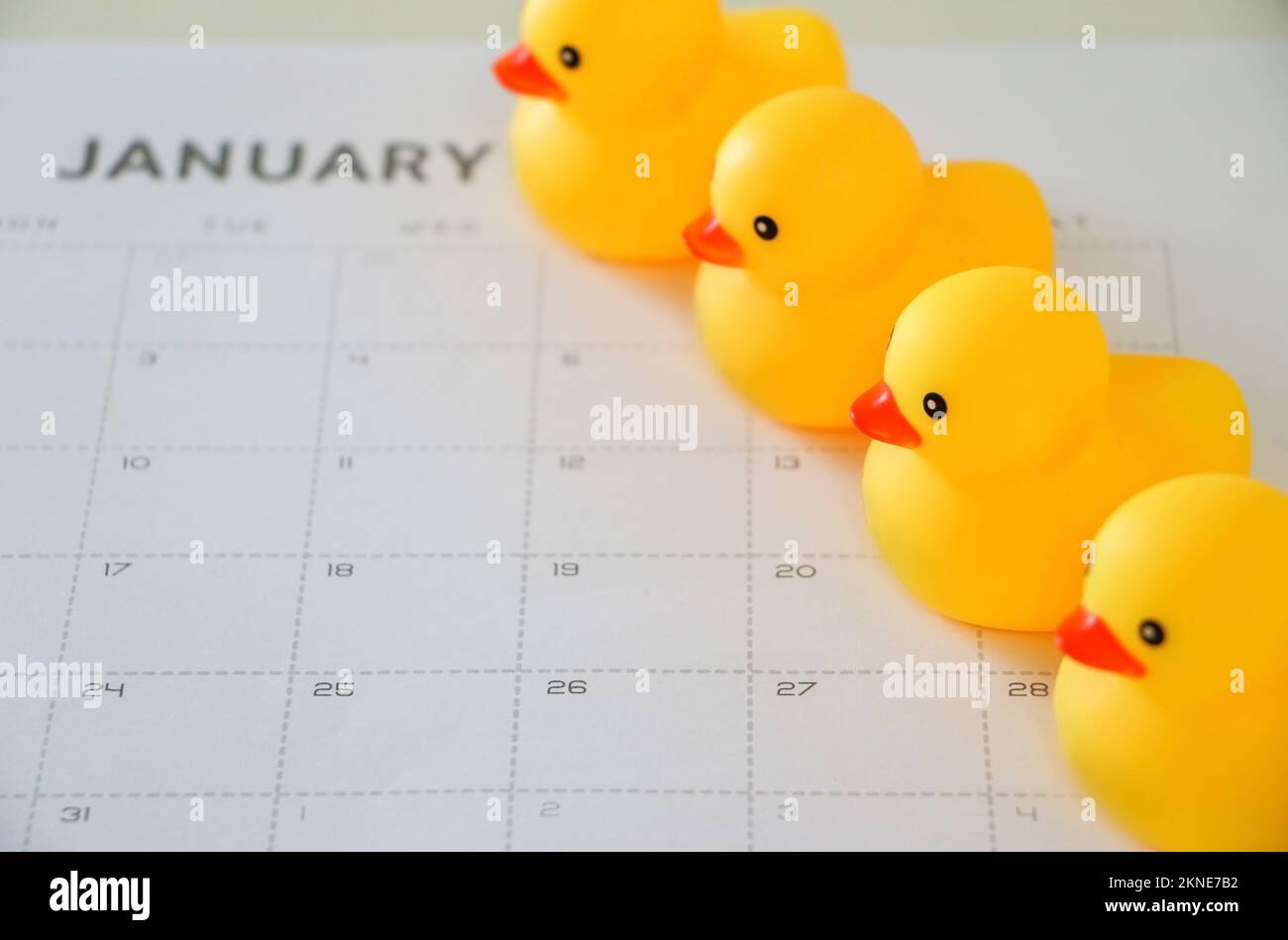 Top view of four yellow rubber ducks in a row on top of January ...