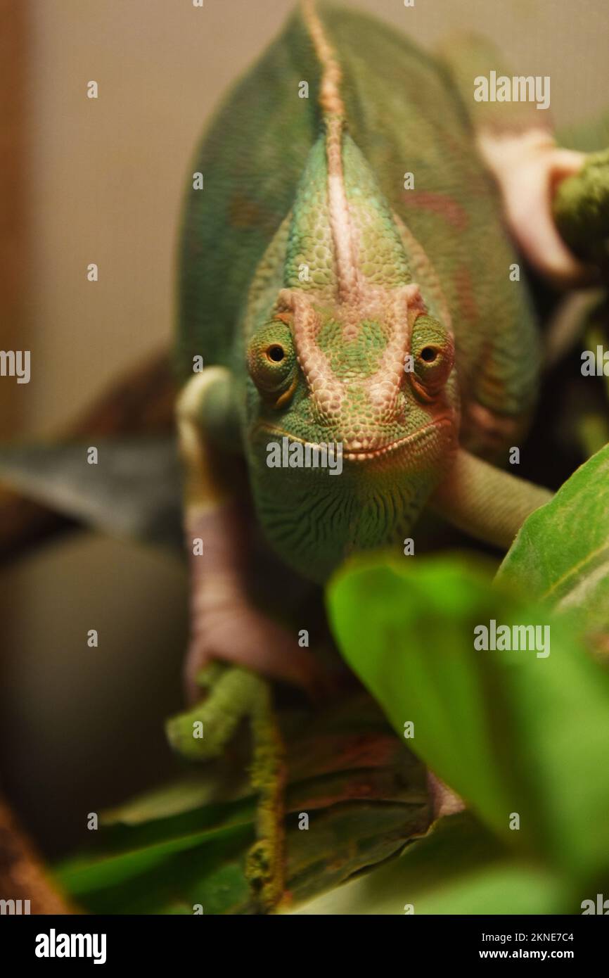 A vertical shot of a Chameleon on a tree branch Stock Photo - Alamy