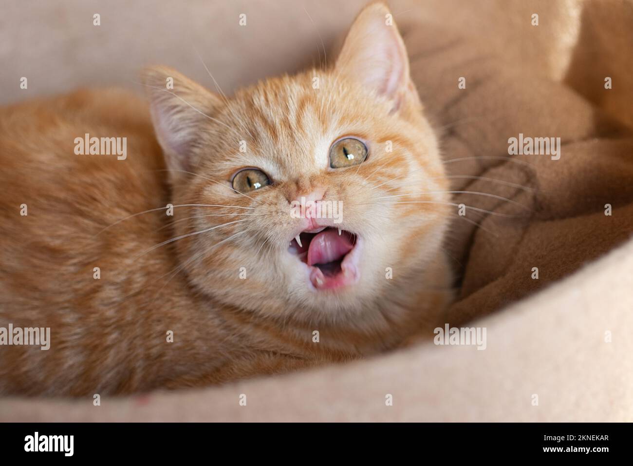 Little ginger kitten sitting in his couch and sreaming Stock Photo - Alamy