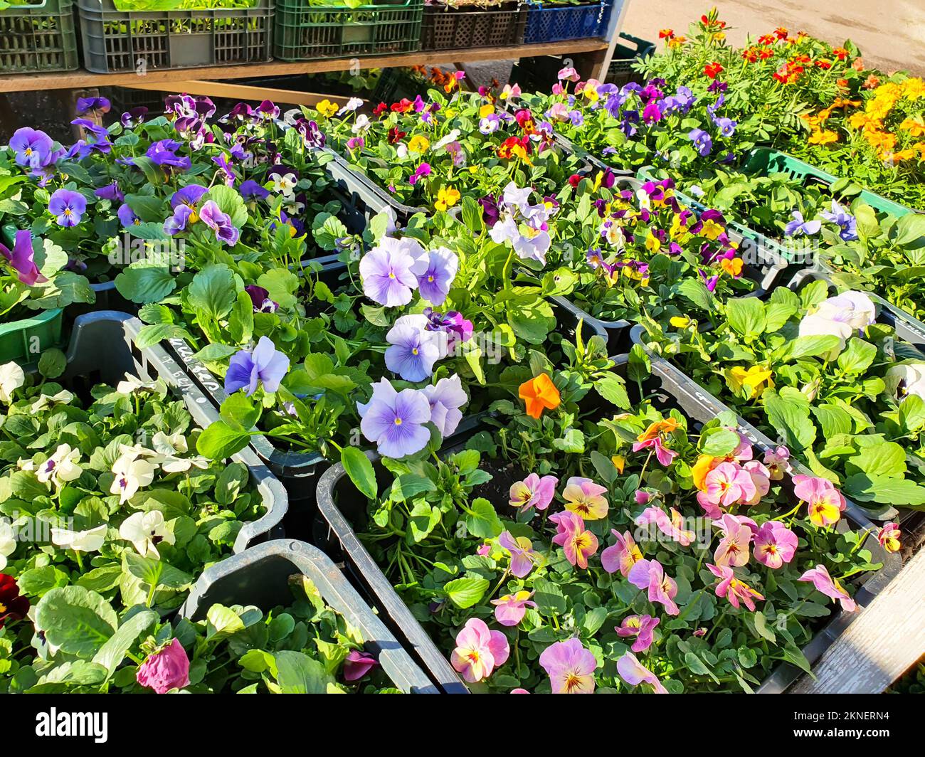 Viola seedlings hi-res stock photography and images - Alamy