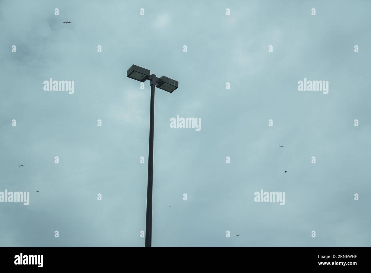 A high light pole in the street against dark sky with birds flying ...