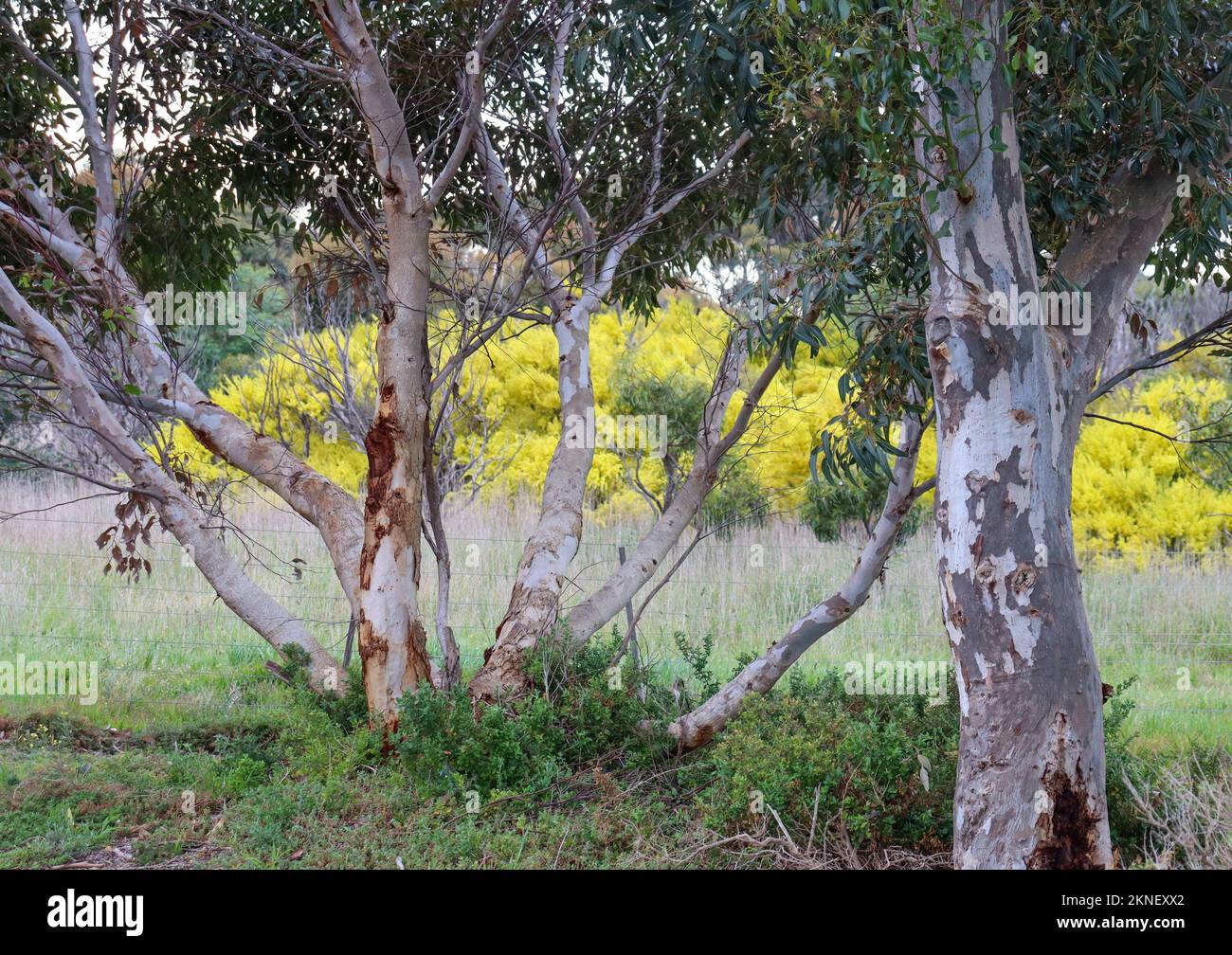 Wattle bark hi-res stock photography and images - Alamy