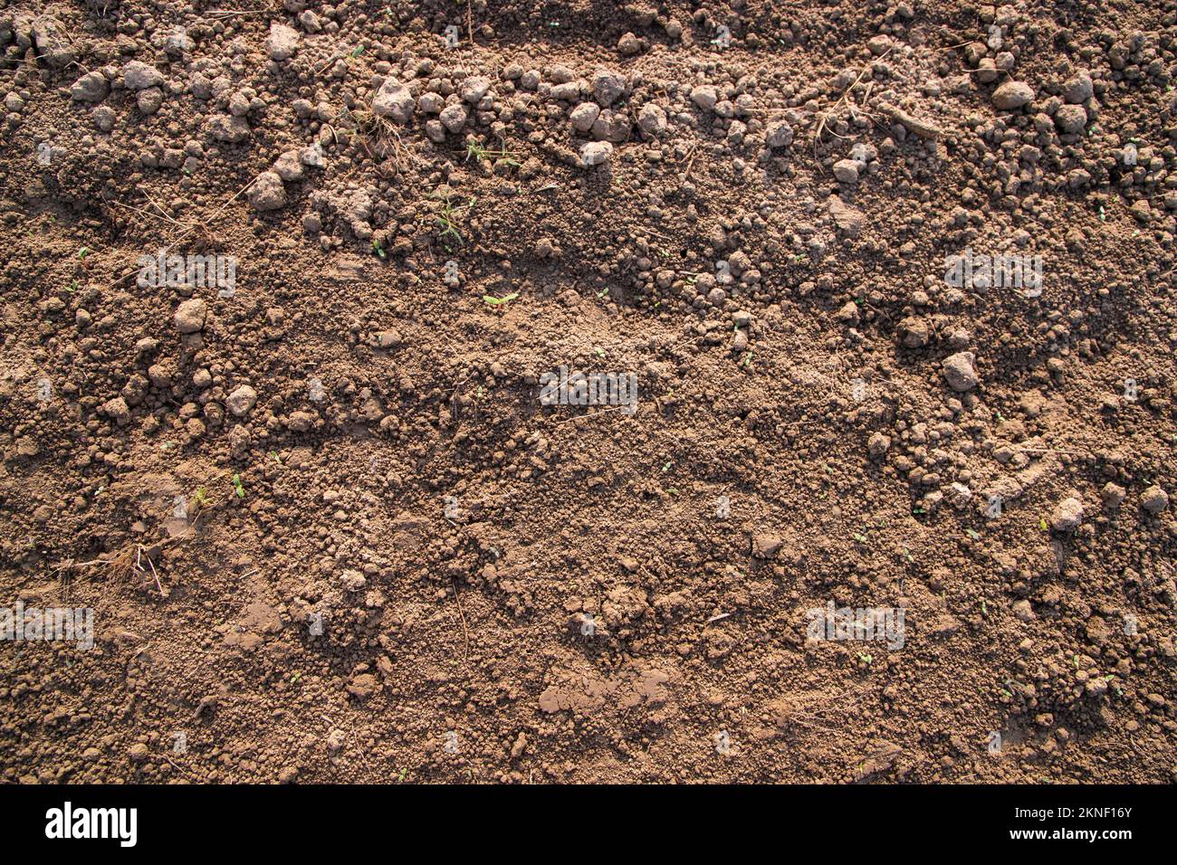 Brown crushed soil peat field texture may be used as a background ...