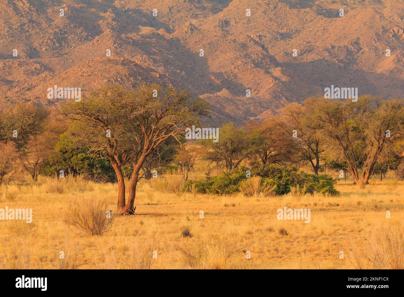 Namibian landscape. African savannah during a hot day.Red ground ...