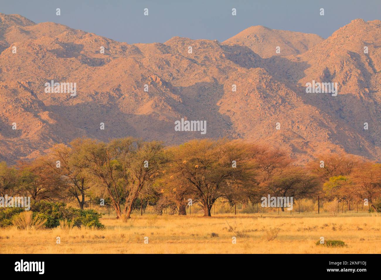 Namibian landscape. African savannah during a hot day.Red ground ...
