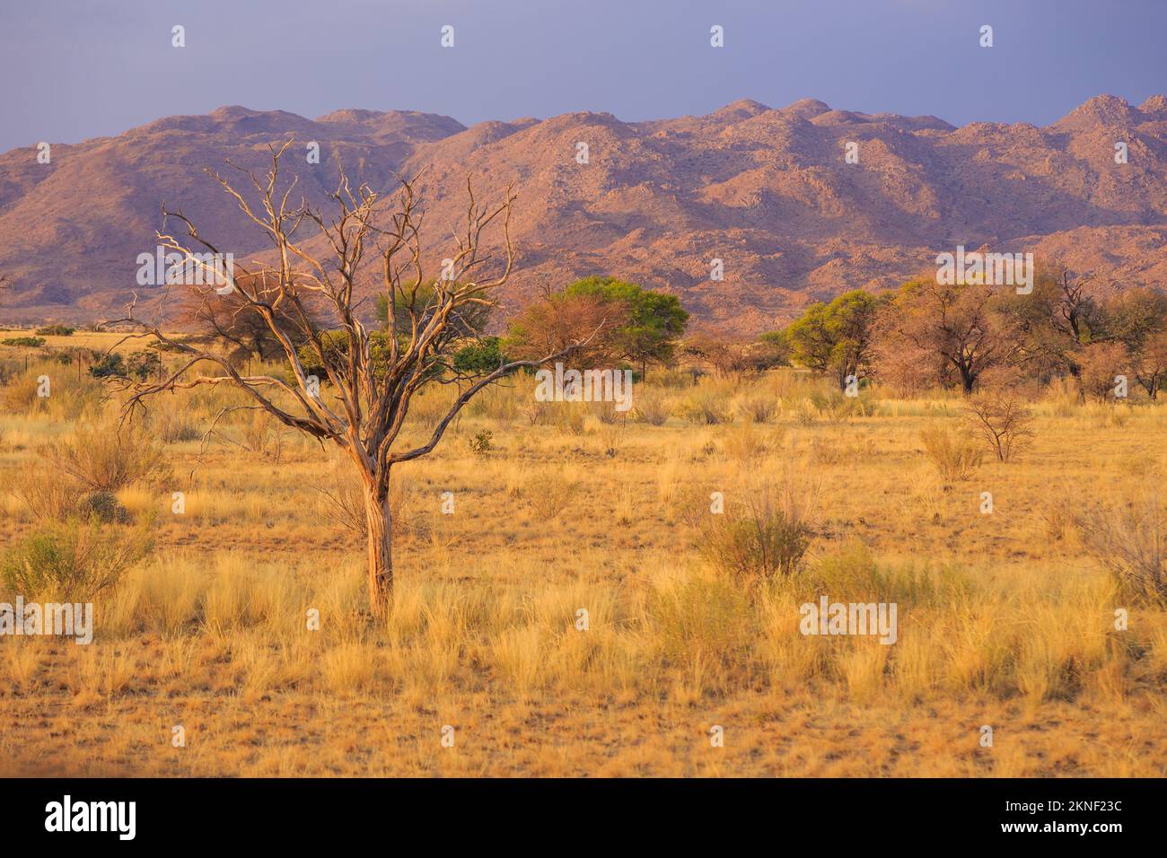 Namibian landscape. African savannah during a hot day.Red ground ...
