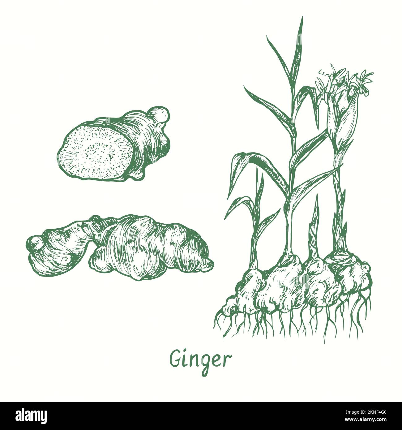 Zingiber Officinale Illustration Ginger Zingiber Officinale: Over 167