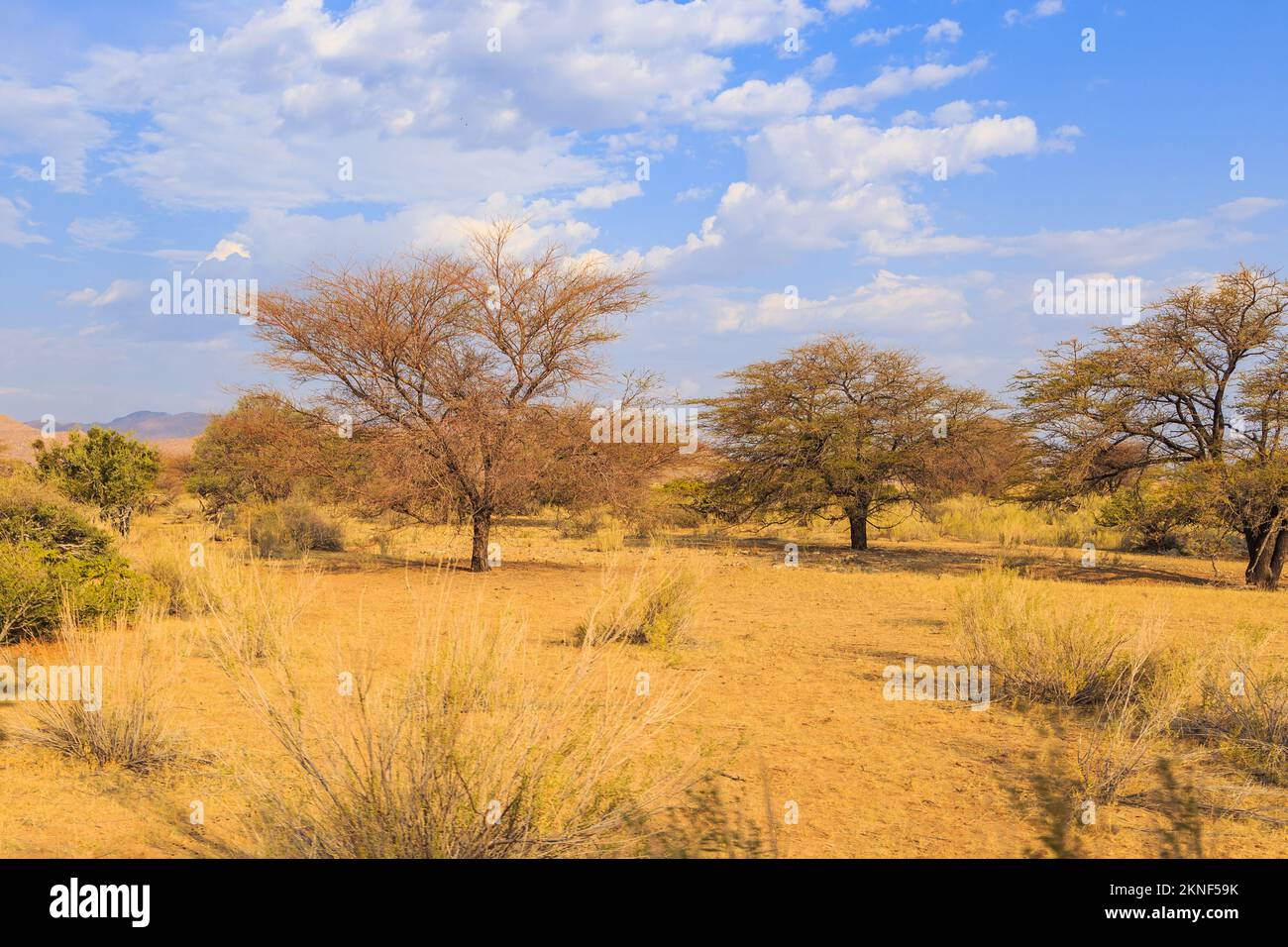 Namibian landscape. African savannah during a hot day.Red ground ...