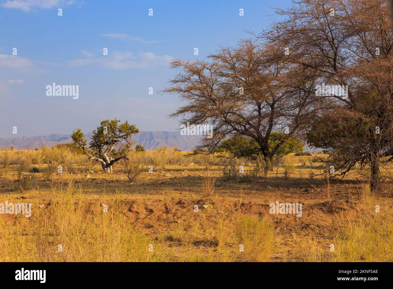 Namibian landscape. African savannah during a hot day.Red ground ...