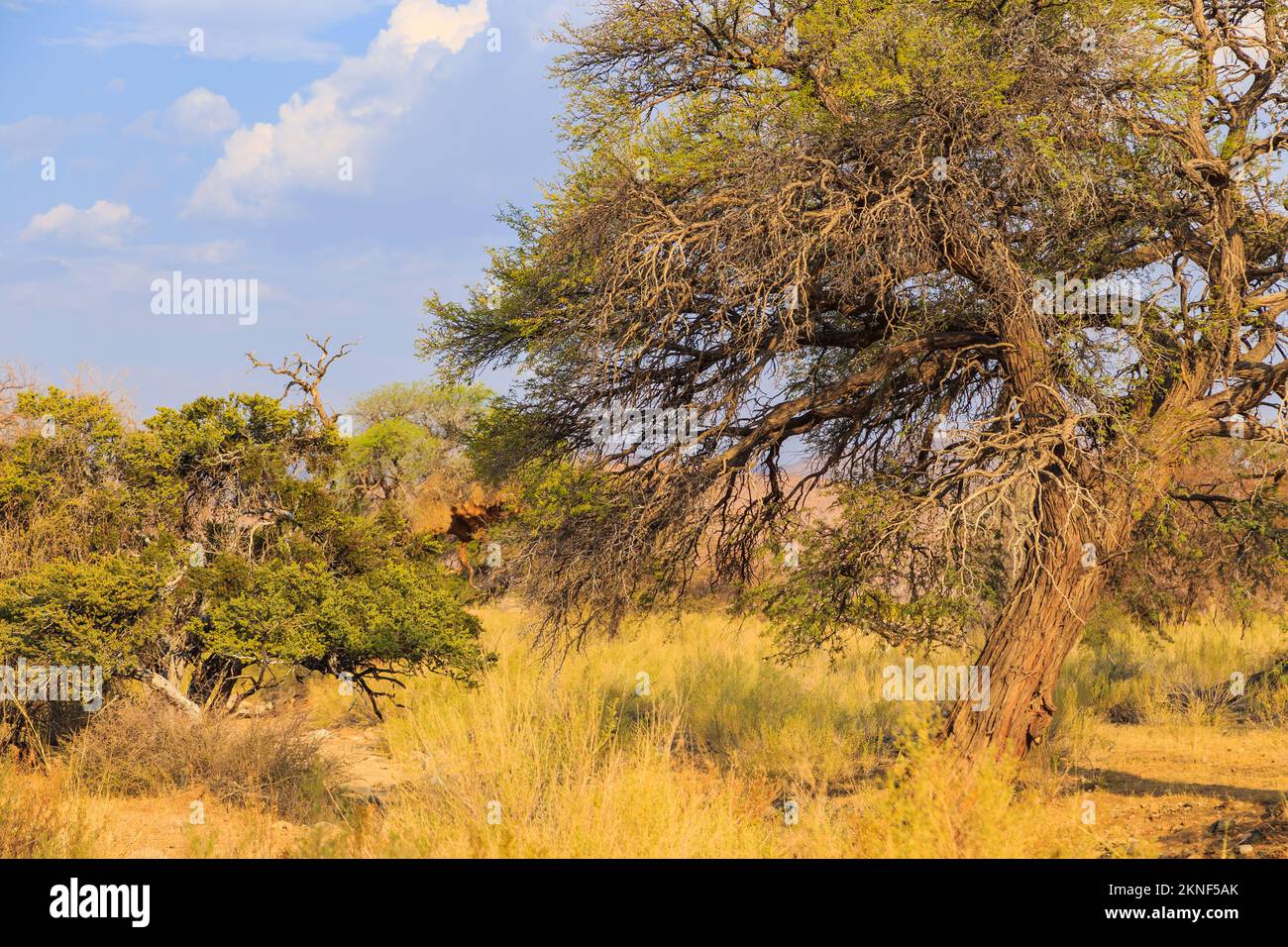 Namibian landscape. African savannah during a hot day.Red ground ...