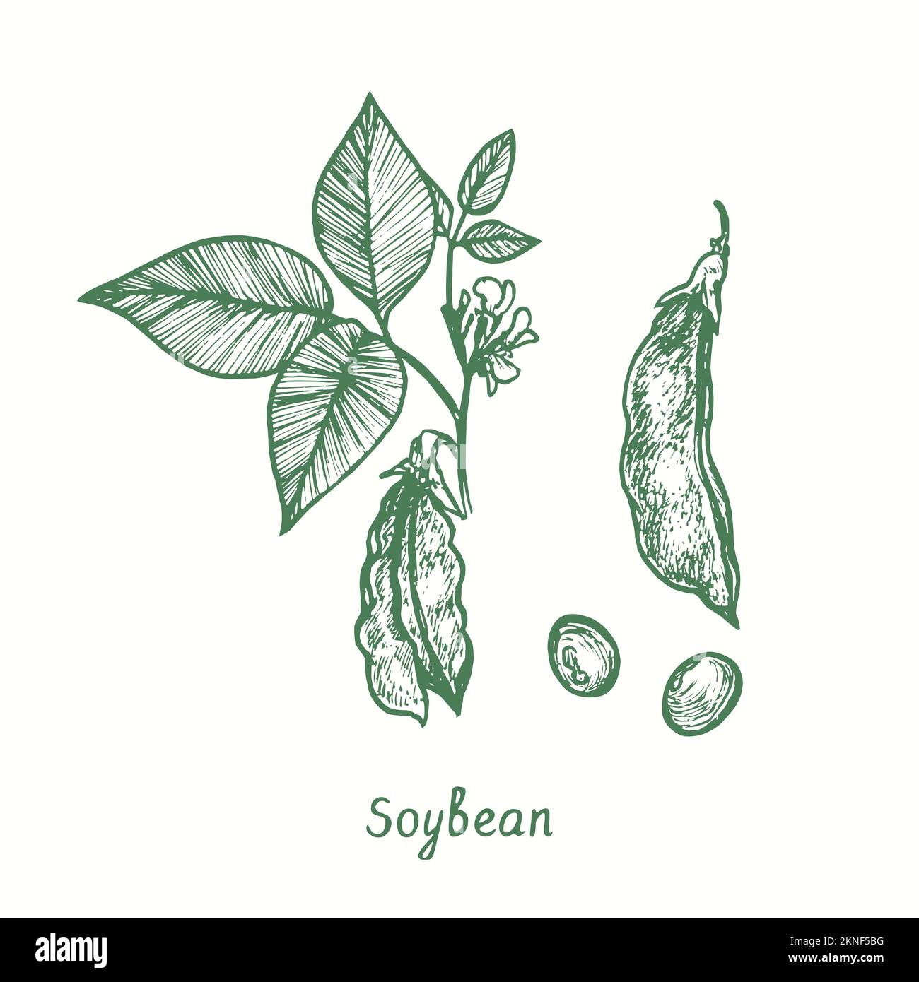 Soybean plant (Glycine max), closed and opened pod, grains. Ink black ...
