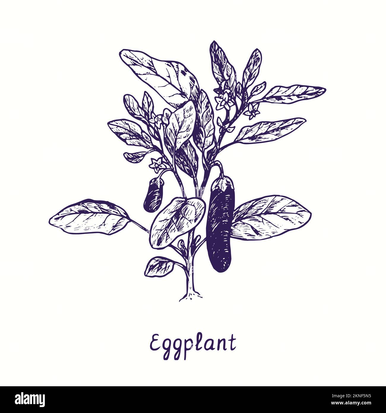 Eggplant plant with flowers and leaves, whole vegetable. Ink black and ...