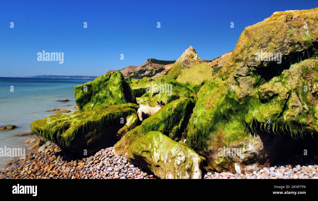 The green rocks on Eype beach, England, UK Stock Photo - Alamy