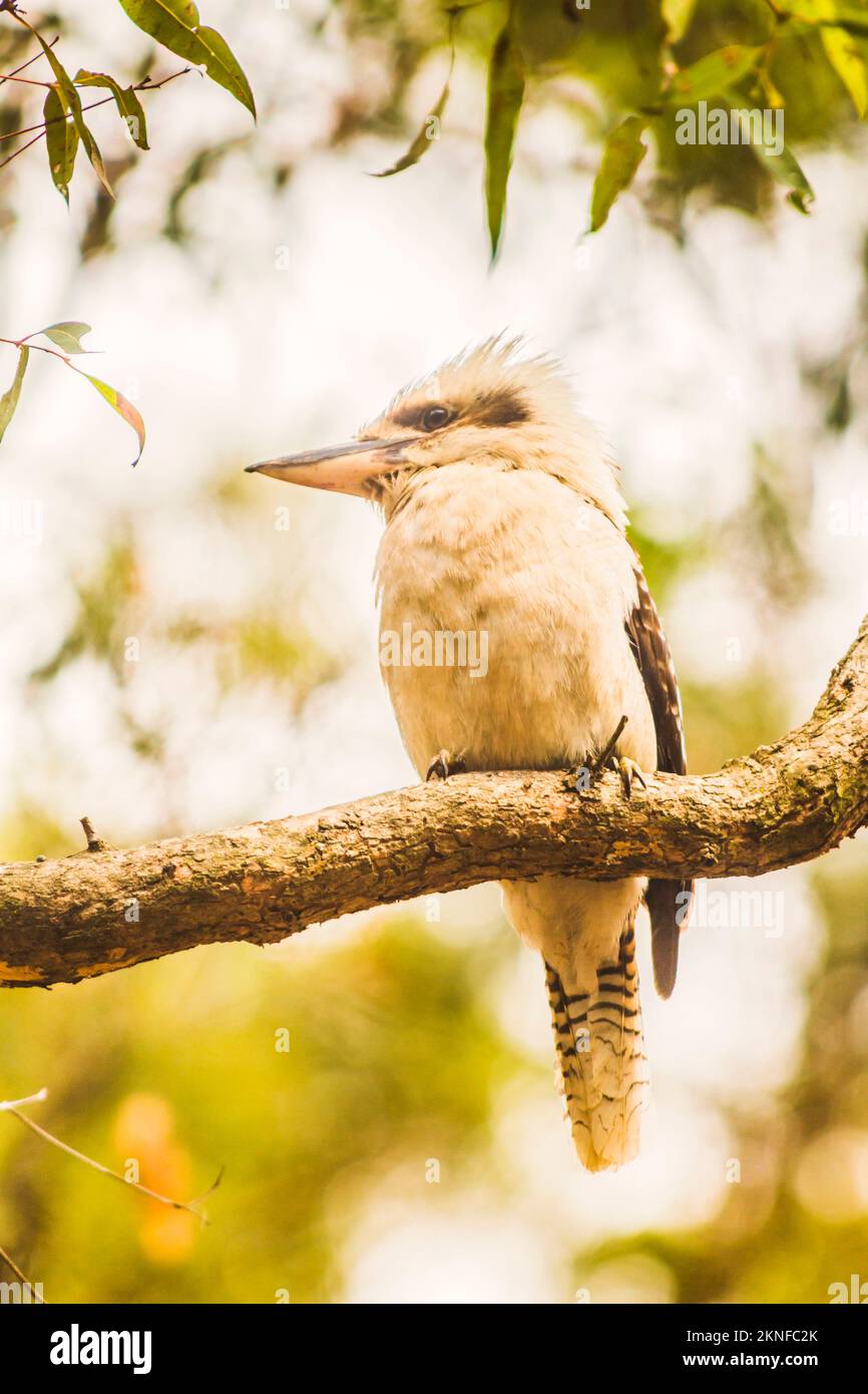 Australian native birdlife species hi-res stock photography and images ...