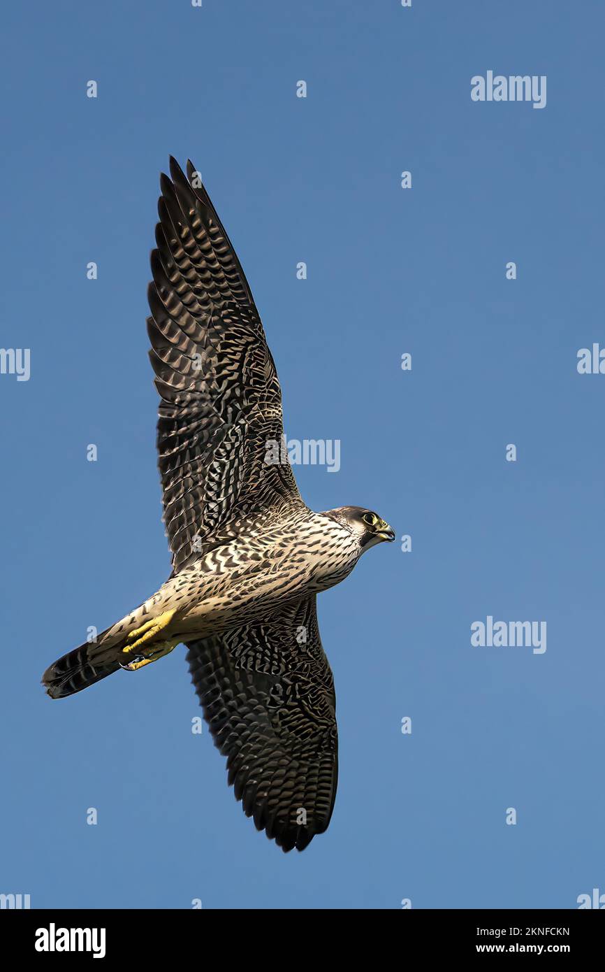 A vertical shot of a Peale's falcon (Falco peregrinus pealei) in flight ...