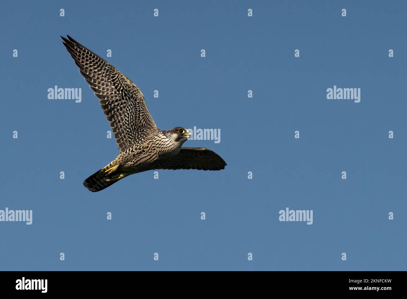 Falco peregrinus pealei hi-res stock photography and images - Alamy