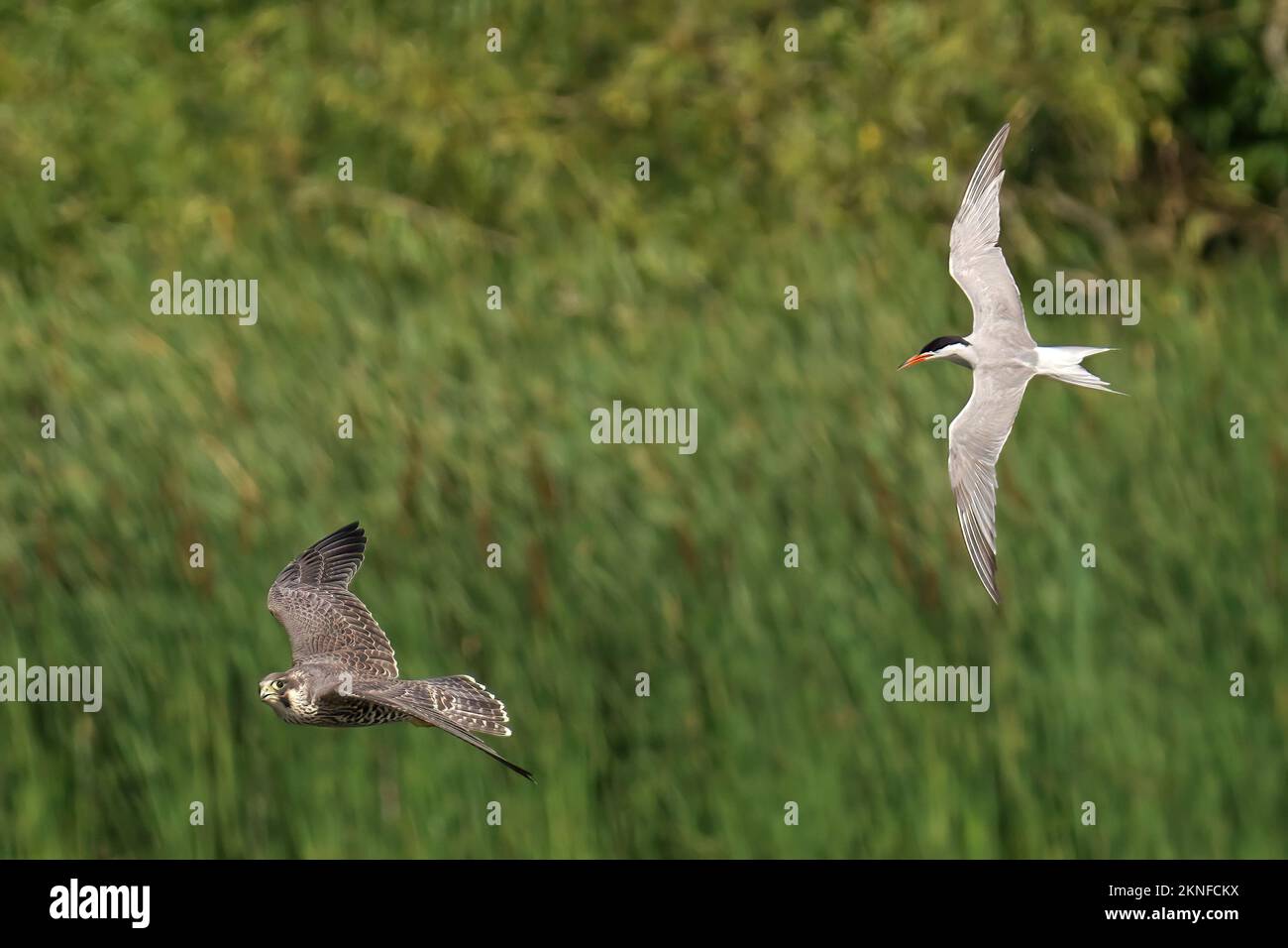 A Peale's falcon (Falco peregrinus pealei) and a common tern in flight ...