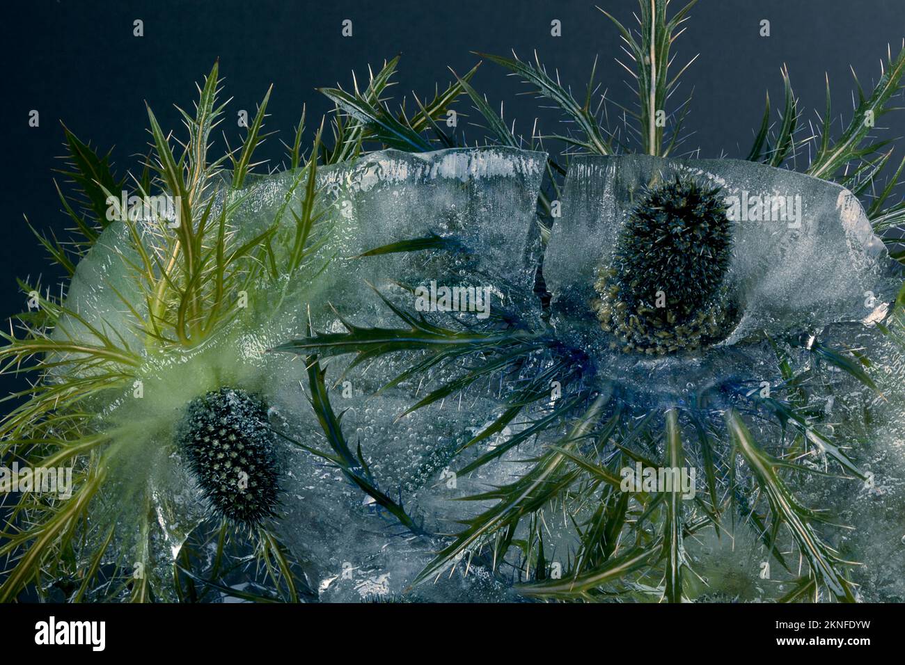 Frozen beautiful Eryngium alipinum flowers. Frozen fresh flowers with ...