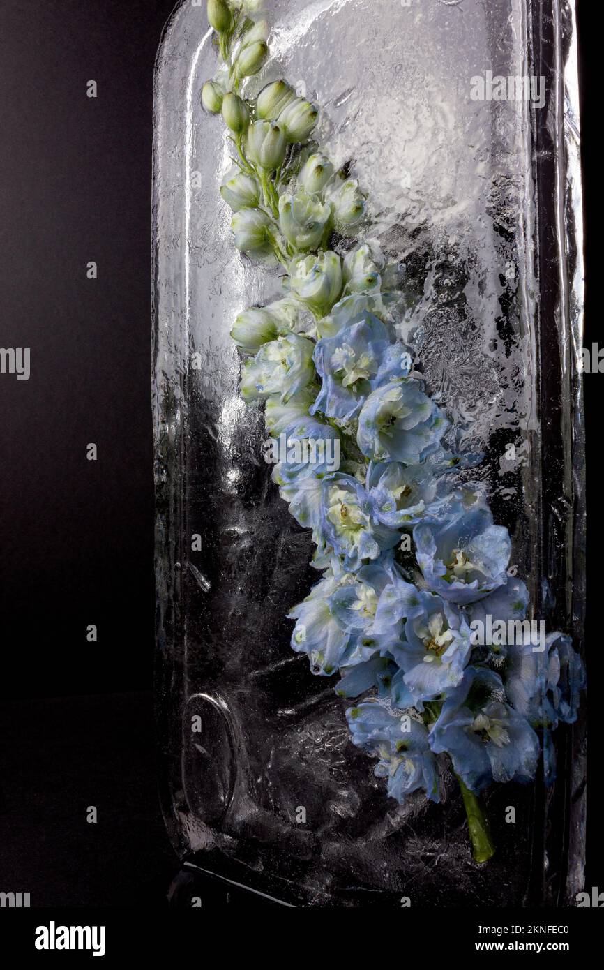 Frozen beautiful Delphinium cultorum flowers. Frozen fresh flowers with ...