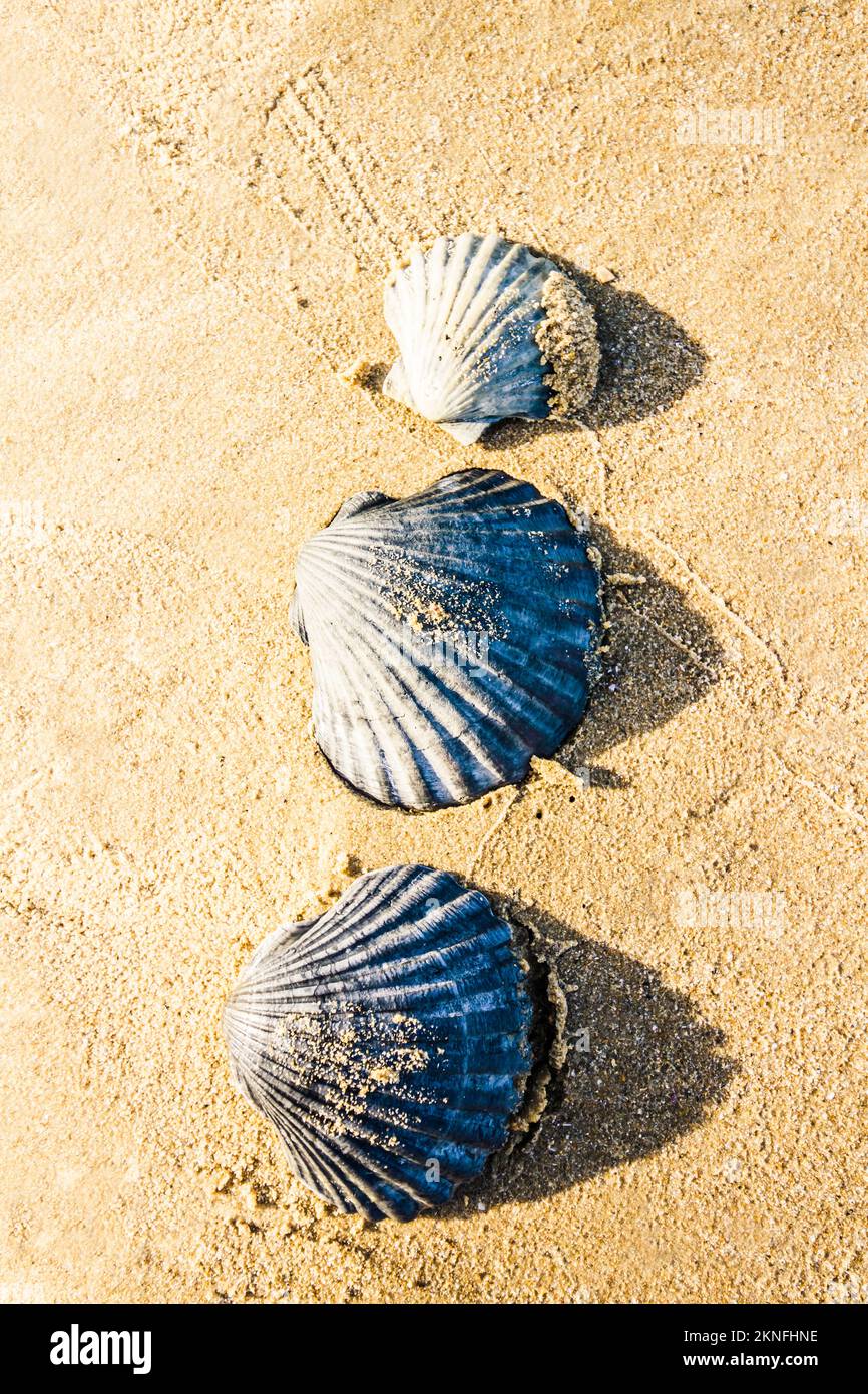 Tasmanian scallop on shell hi-res stock photography and images - Alamy