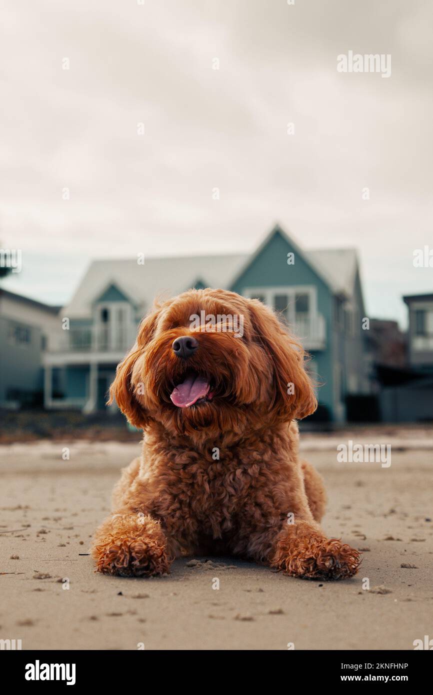 The vertical close-up view of a brown labradoodle laying before the ...