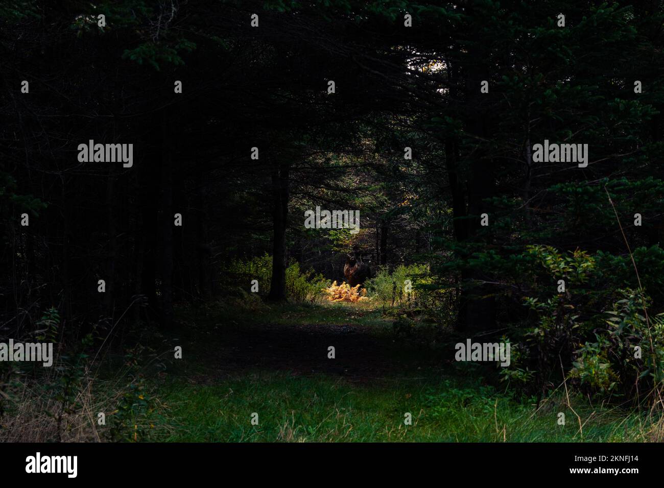 Sun shinning on golden coloured ferns under a large tree knot on Colin ...
