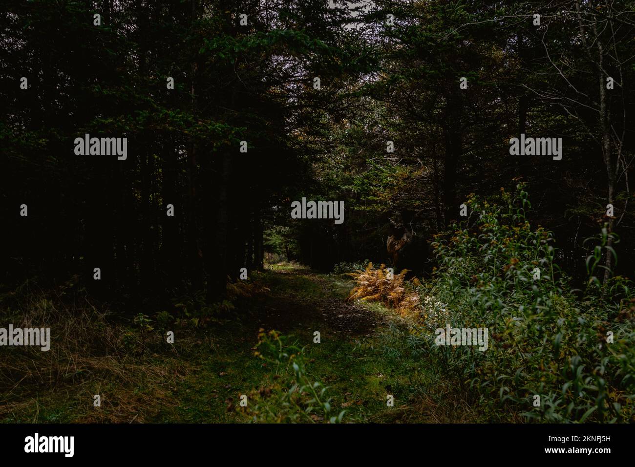 Sun shinning on golden coloured ferns under a large tree knot on Colin ...