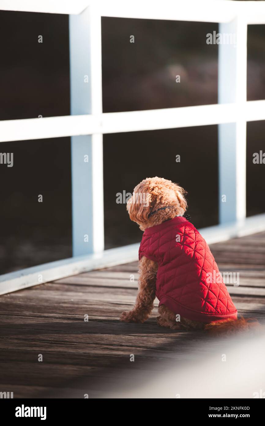 The vertical view of a brown labradoodle wearing a red cloth while ...