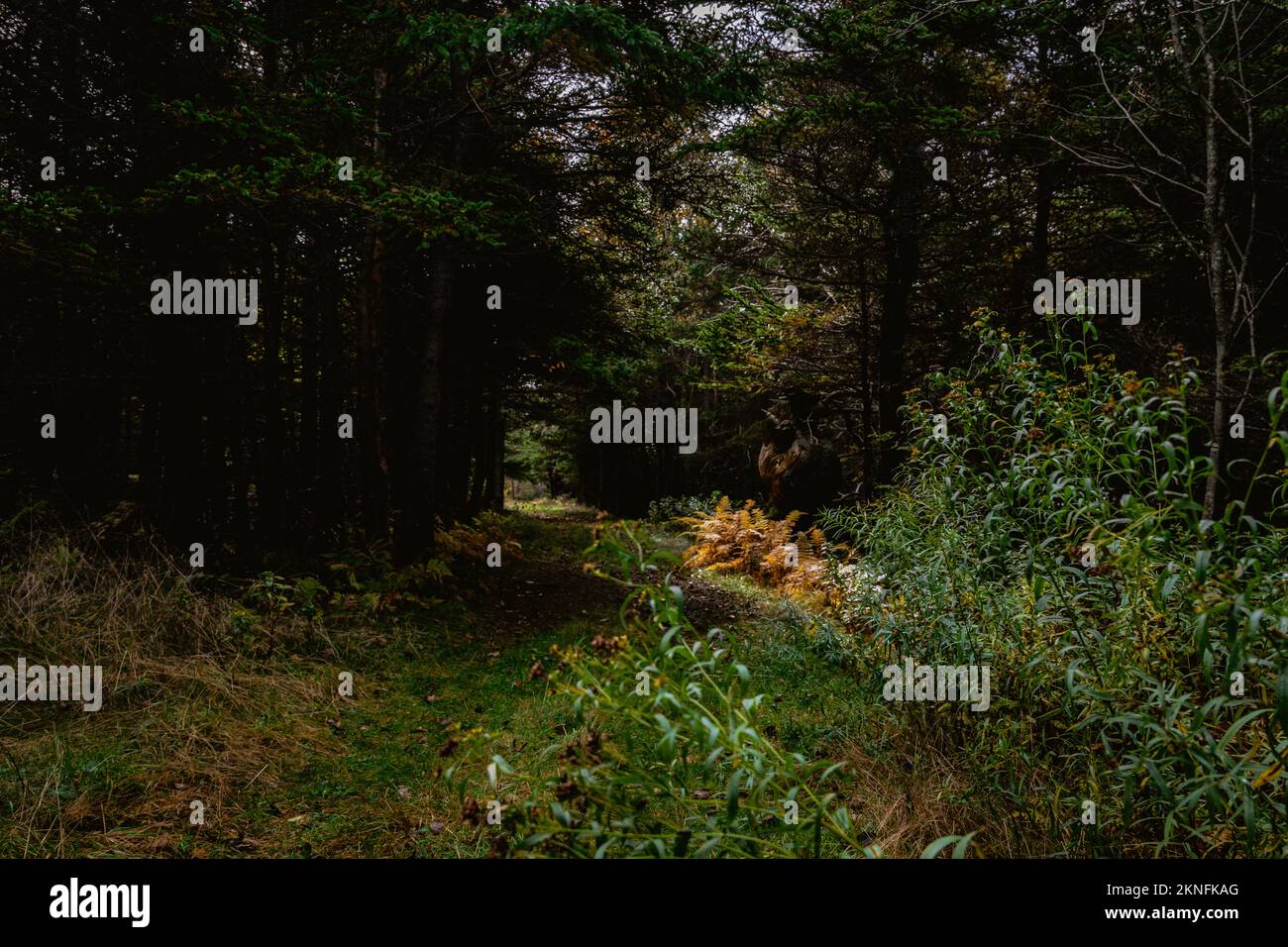 Golden larches fall evergreen trees hi-res stock photography and images ...