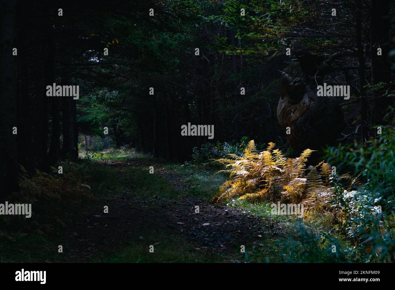 Sun shinning on golden coloured ferns under a large tree knot on Colin ...