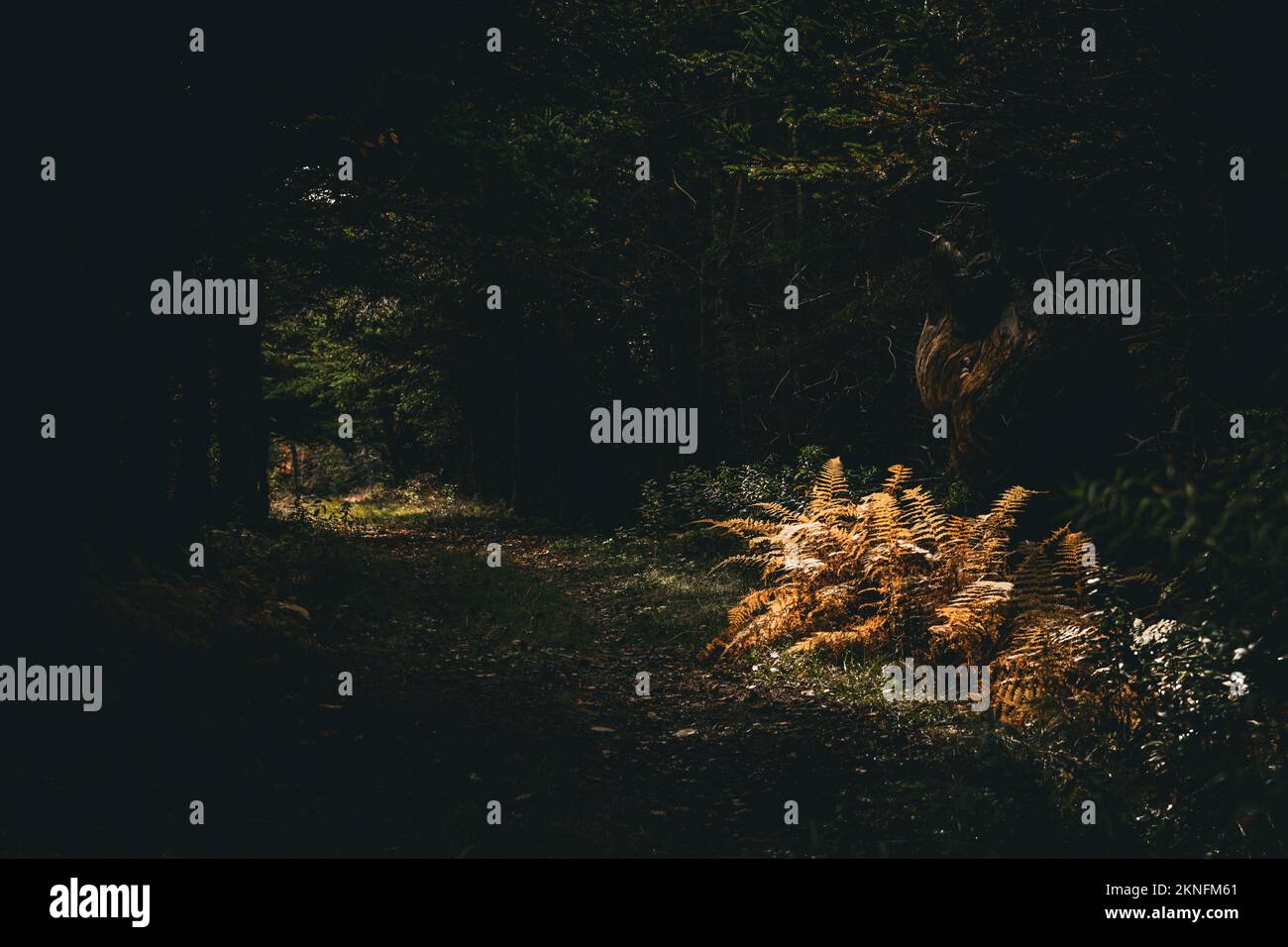 Colin stewart trail hi-res stock photography and images - Alamy