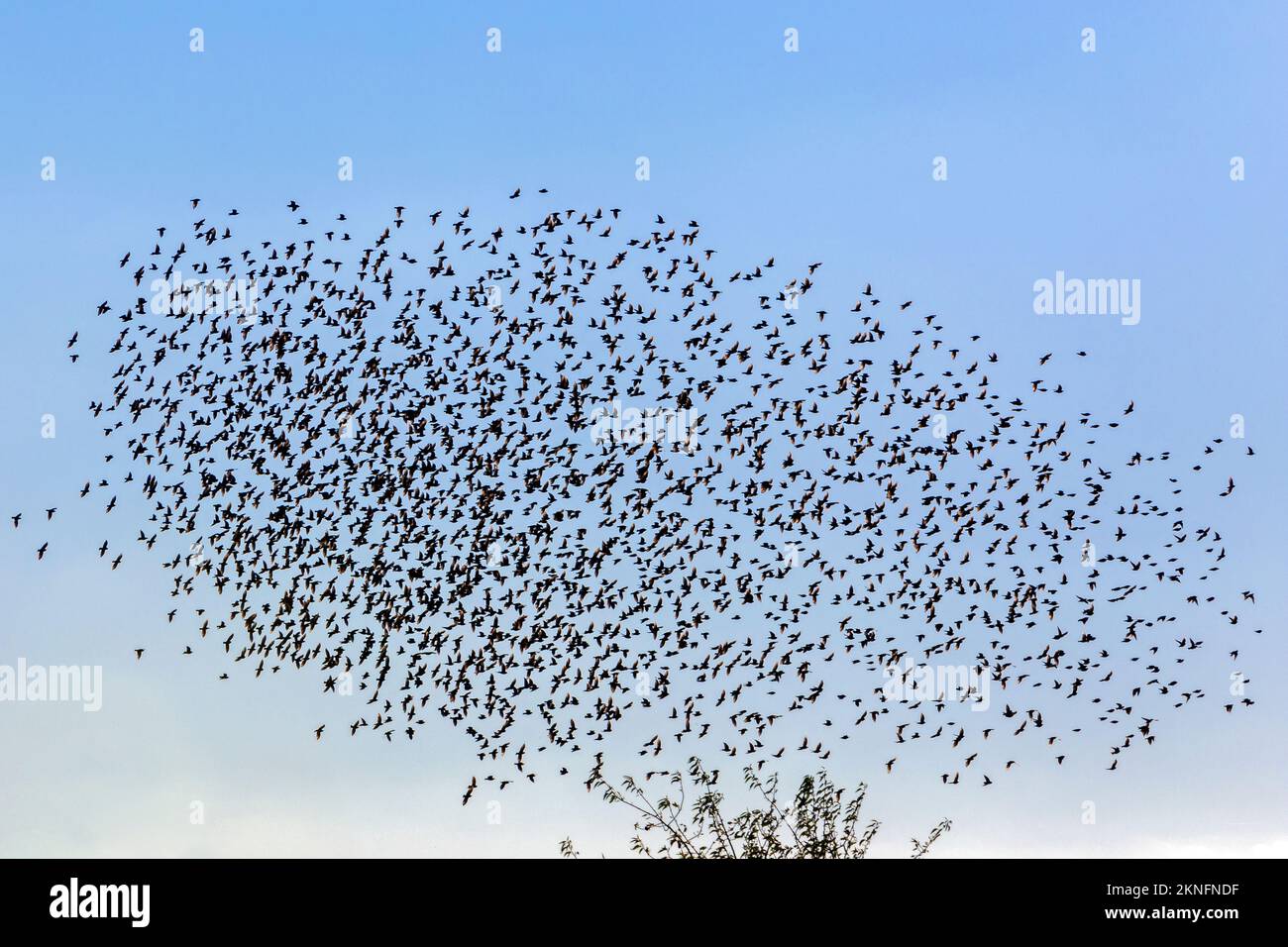 Cloud of Starlings in flight. Whisper. Colombiers, Occitanie, France Stock Photo - Alamy